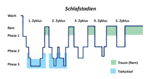 Schlafphasen im Überblick: Was passiert, wenn wir schlafen? [2024]